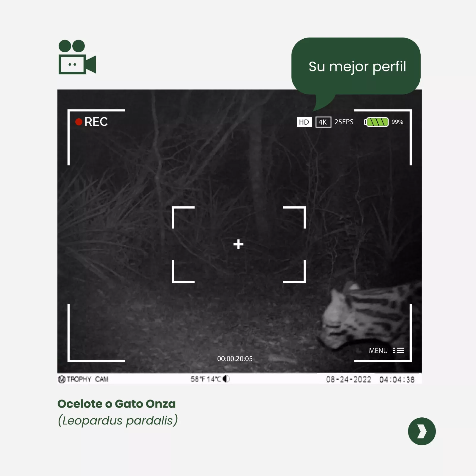 Primer gato Onza visto en territorio santafesino